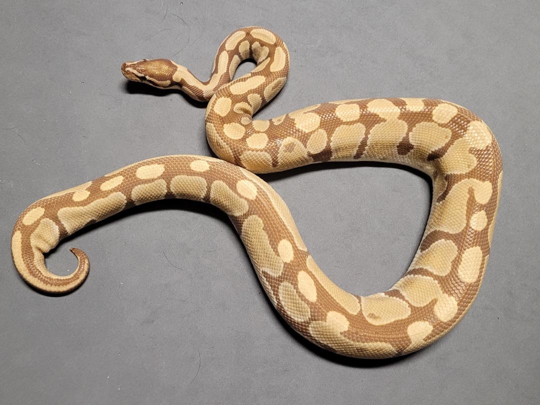 Female Ultramel Ball Python by JGKM Slither - MorphMarket