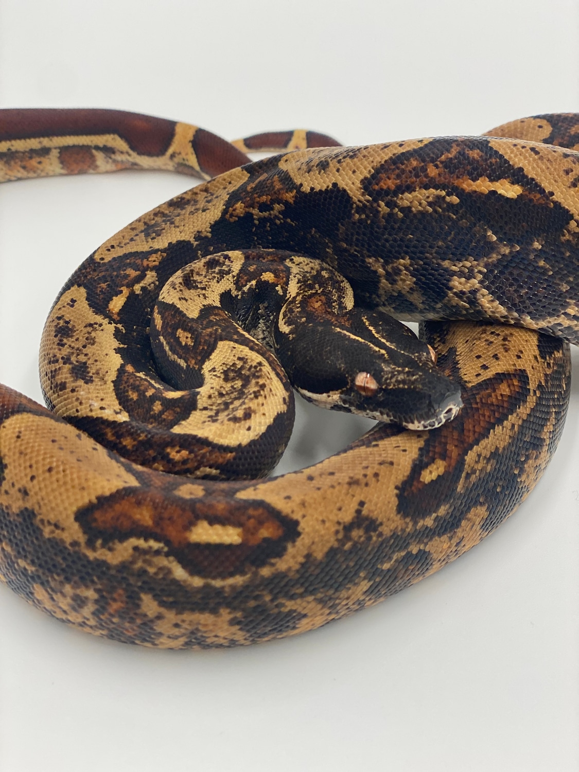 IMG Hypo Jungle 100% Het Sharp Albino 50% Het Anery Boa Constrictor by ...