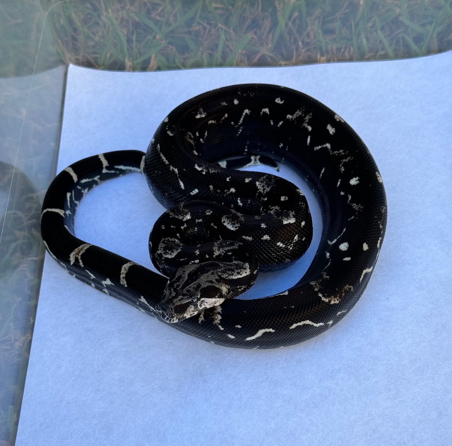 Black Devil Boa Constrictor by James Gladden - MorphMarket