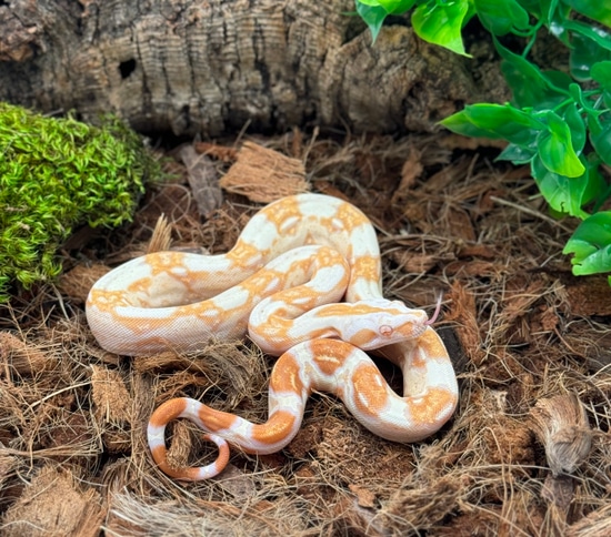Sharp Albino Boa Constrictor by The Boa Project