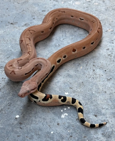 Scoria Het Sharp Albino (Purple Line) Boa Constrictor by The Boa Project