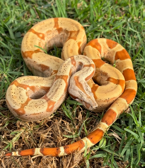 Paraglow RLT 66% Het Anery Boa Constrictor by The Boa Project