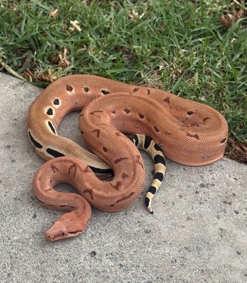 *Proven Scoria Het Sharp Albino (Purple Line) Boa Constrictor by The ...