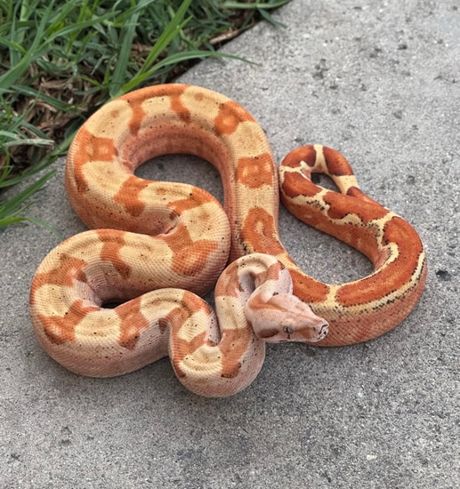 Paraglow 50% Het Blood Boa Constrictor by The Boa Project
