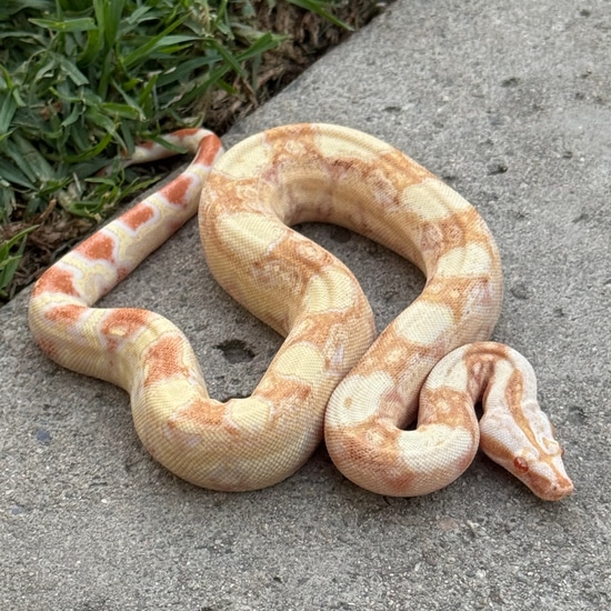 Purple Line Sharp Albino Boa Constrictor by The Boa Project