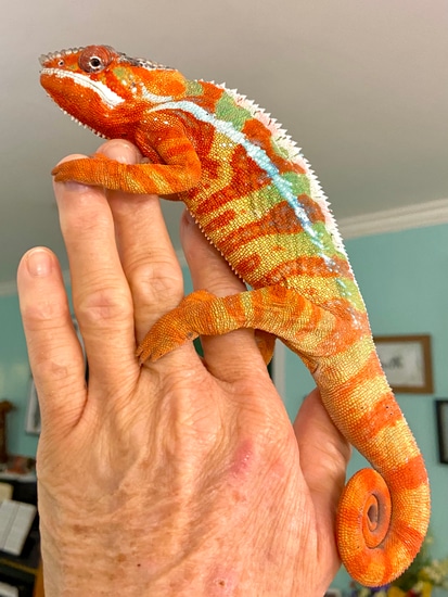 Flaming Orange Hand Raised Ambilobe Chameleon 5 Month Old Panther ...