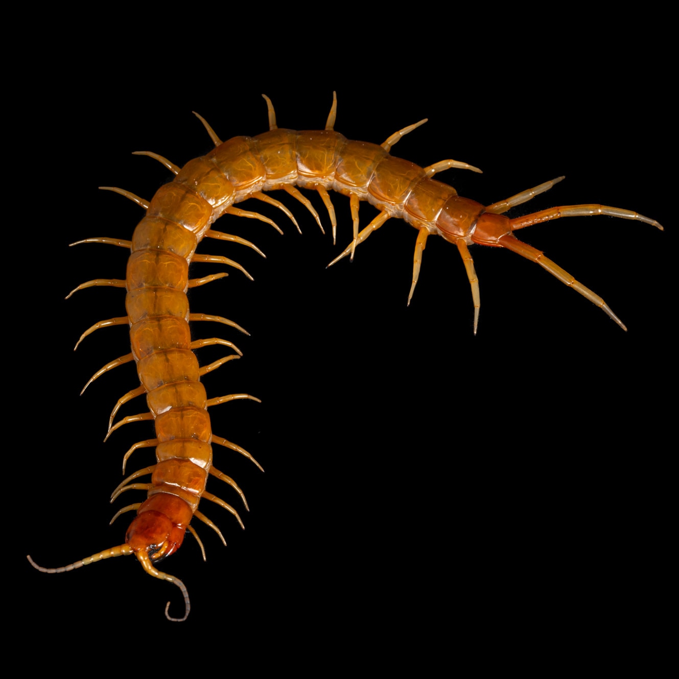 Giant Hatian Centipede by Southeast exotics - MorphMarket