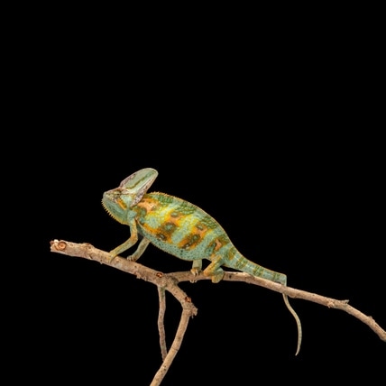 Veiled Chameleons by Southeast exotics