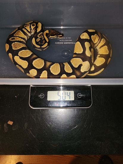 ODYB Pos DG Ball Python by Triple S Exotics