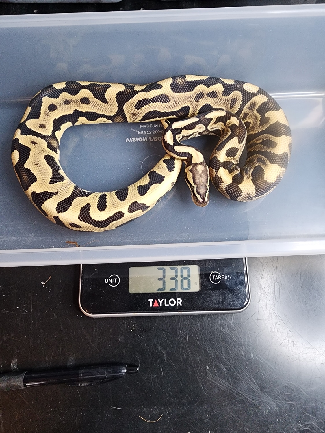 Leopard,GHI,Vanilla, Pos SN Ball Python by Triple S Exotics - MorphMarket