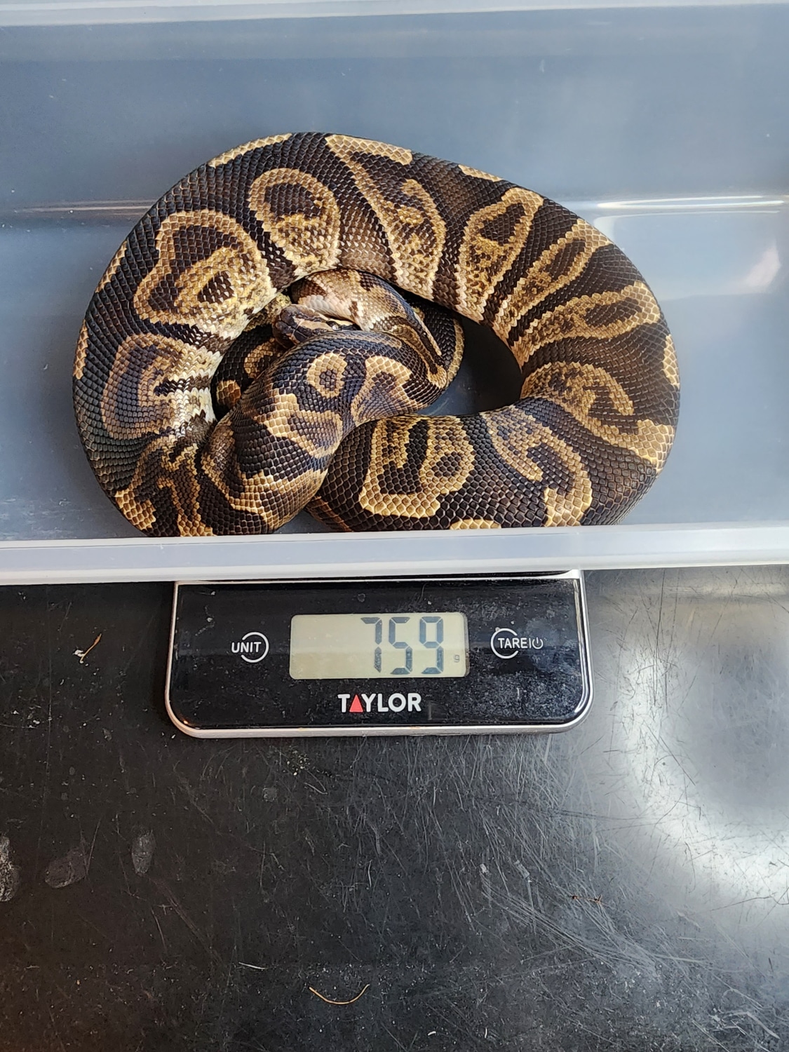 Ghi Leopard Ball Python by Triple S Exotics - MorphMarket