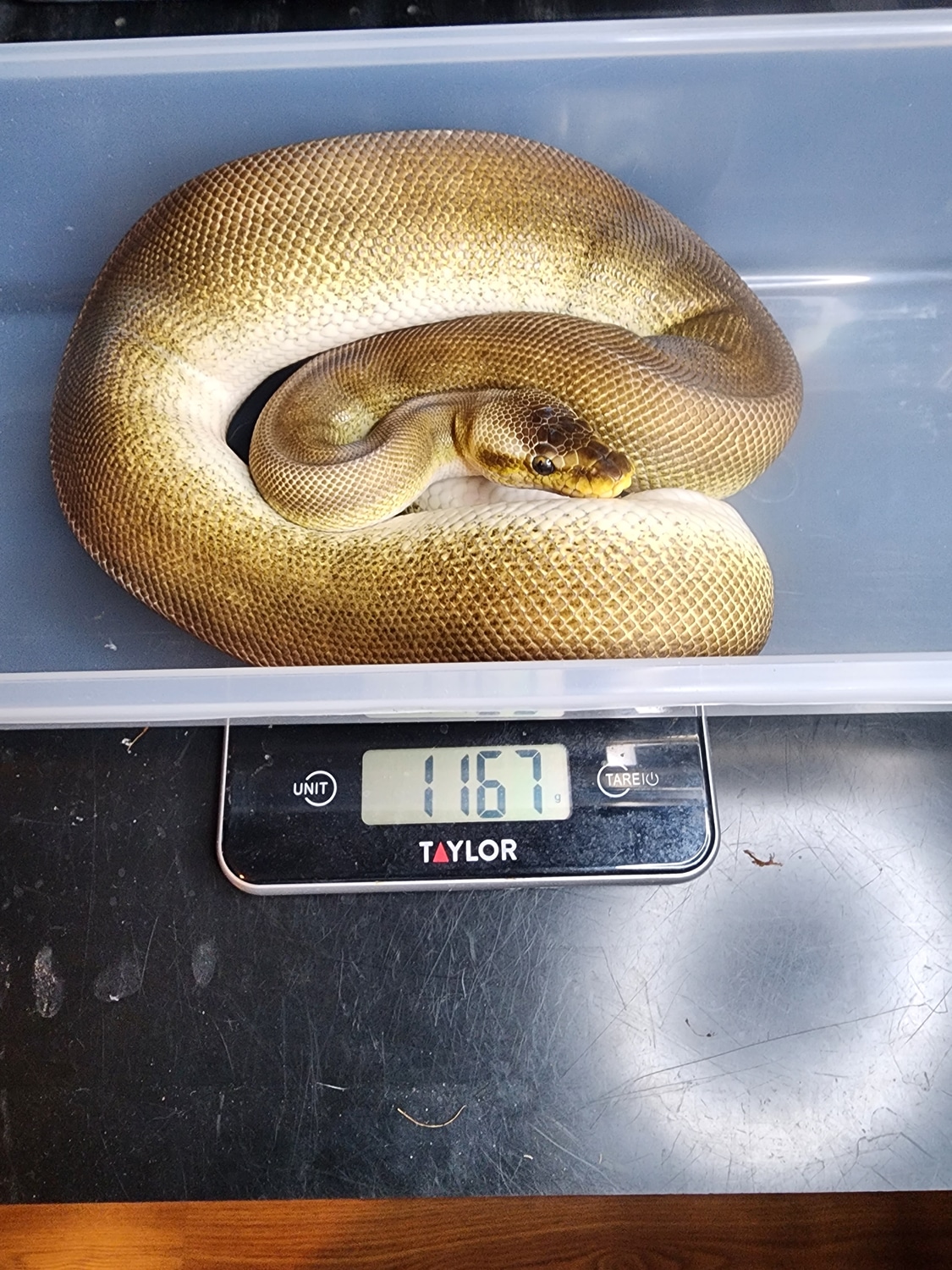 Suma Pastel Ball Python by Triple S Exotics - MorphMarket