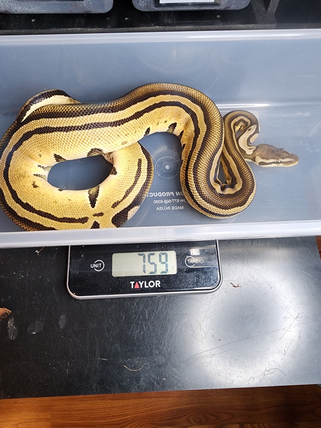 Pastel Tri-stripe Ball Python by Triple S Exotics - MorphMarket