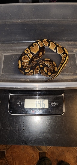 Orange Dream Het Ultramel Ball Python by Triple S Exotics
