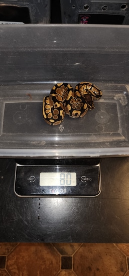 Orange Dream Het Ultramel Ball Python by Triple S Exotics