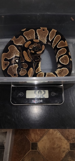 Normal Ball Python by Triple S Exotics