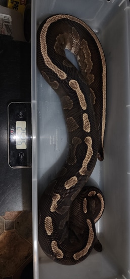 GHI Leopard Cinnamon Ball Python by Triple S Exotics