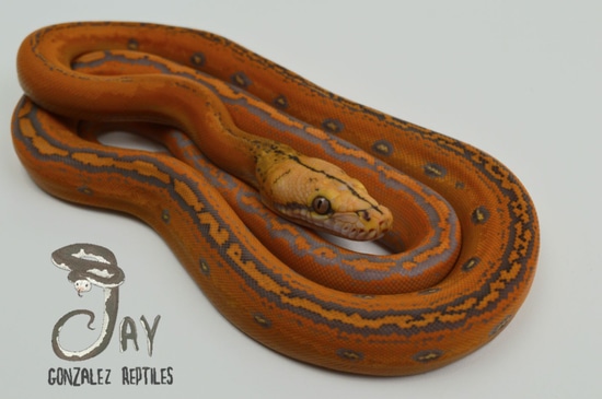 Purple Goldenchild 66% Het Orange Ghost Stripe Reticulated Python by ...