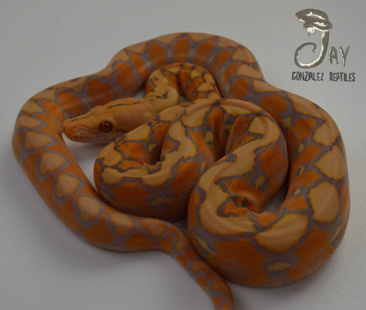 Purple Sunfire Reticulated Python by Jay Gonzalez Reptiles - MorphMarket