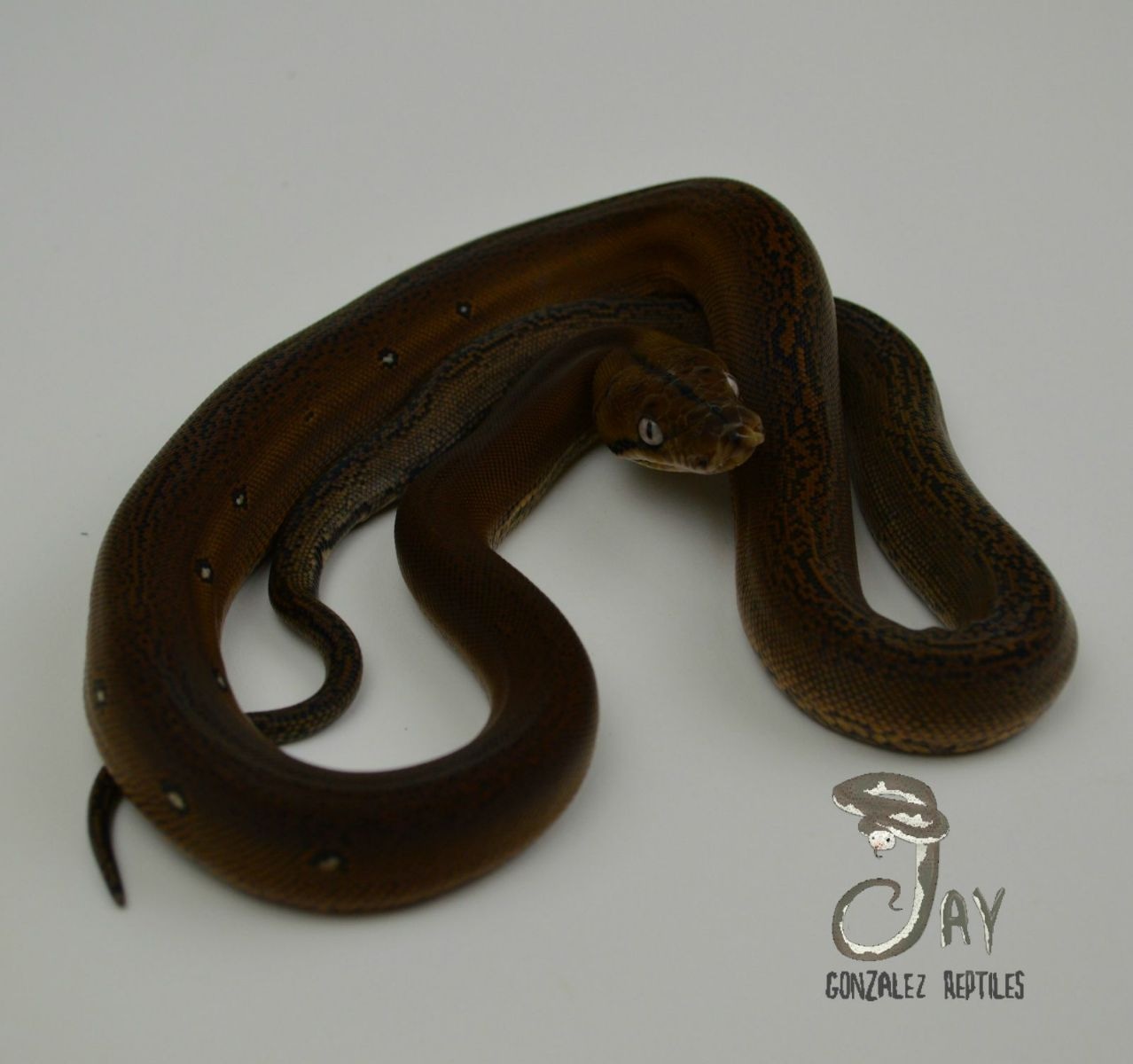 Goldenchild 66% Het Orange Ghost Stripe 66% Het Purple Reticulated ...