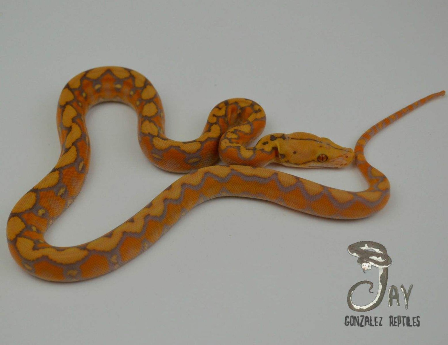 Purple Sunfire Reticulated Python by Jay Gonzalez Reptiles - MorphMarket