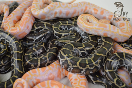 Triple Het (Pied,Caramel,Albino) Burmese Python by Jay Gonzalez Reptiles