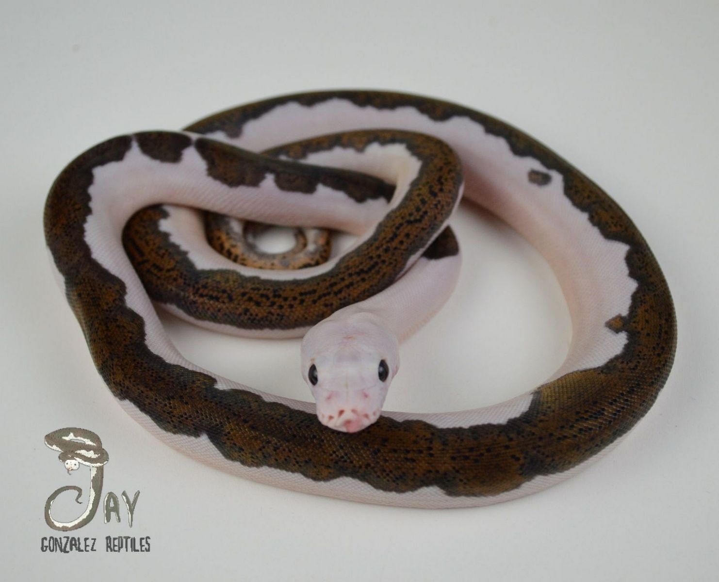White Head Pied 100% Het Purple Or 100% Het White Reticulated Python by ...