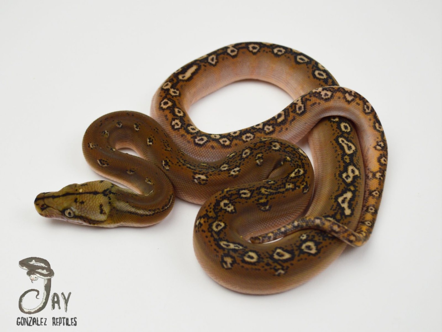 12.5% Super Dwarf Phantom Motley Het Indo Caramel Or Albino Reticulated ...