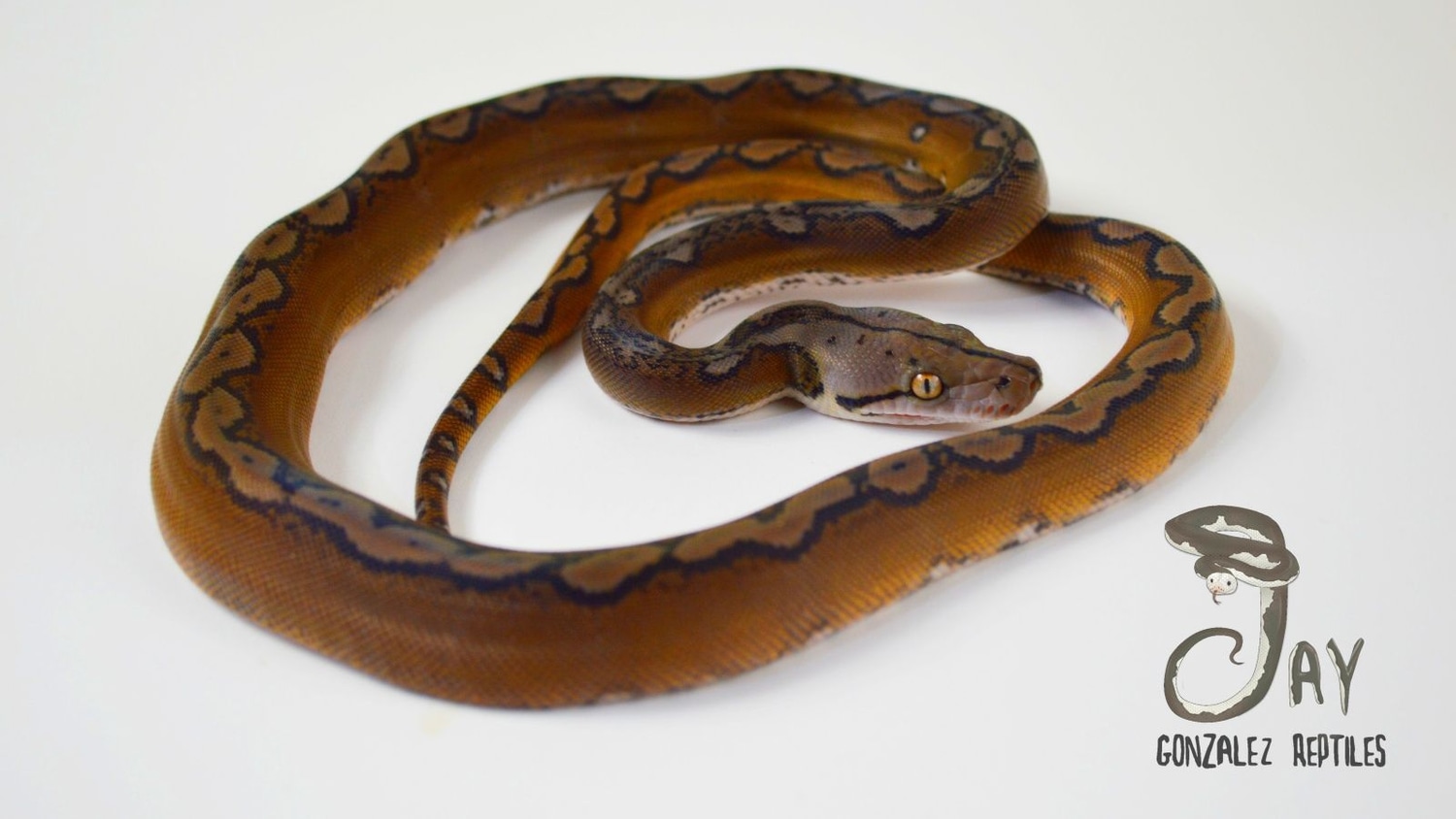 12.5% Super Dwarf Sunfire Motley 100% Het Indo Or Albino Reticulated ...