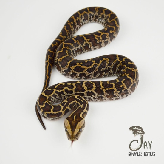 Normal 100% Dh Gulf Coast Caramel, Granite 50% Pos Albino Burmese ...