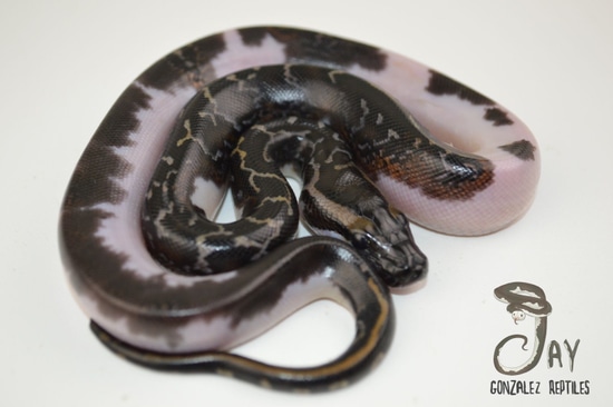 Pied 66% Het Wei Caramel Burmese Python by Jay Gonzalez Reptiles