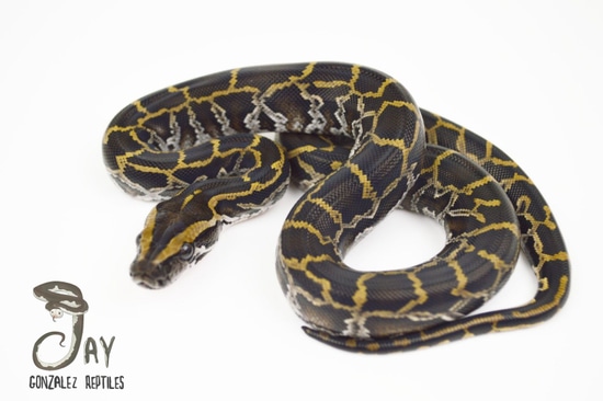 100% Double Het Wei Caramel And Pied Burmese Python by Jay Gonzalez ...