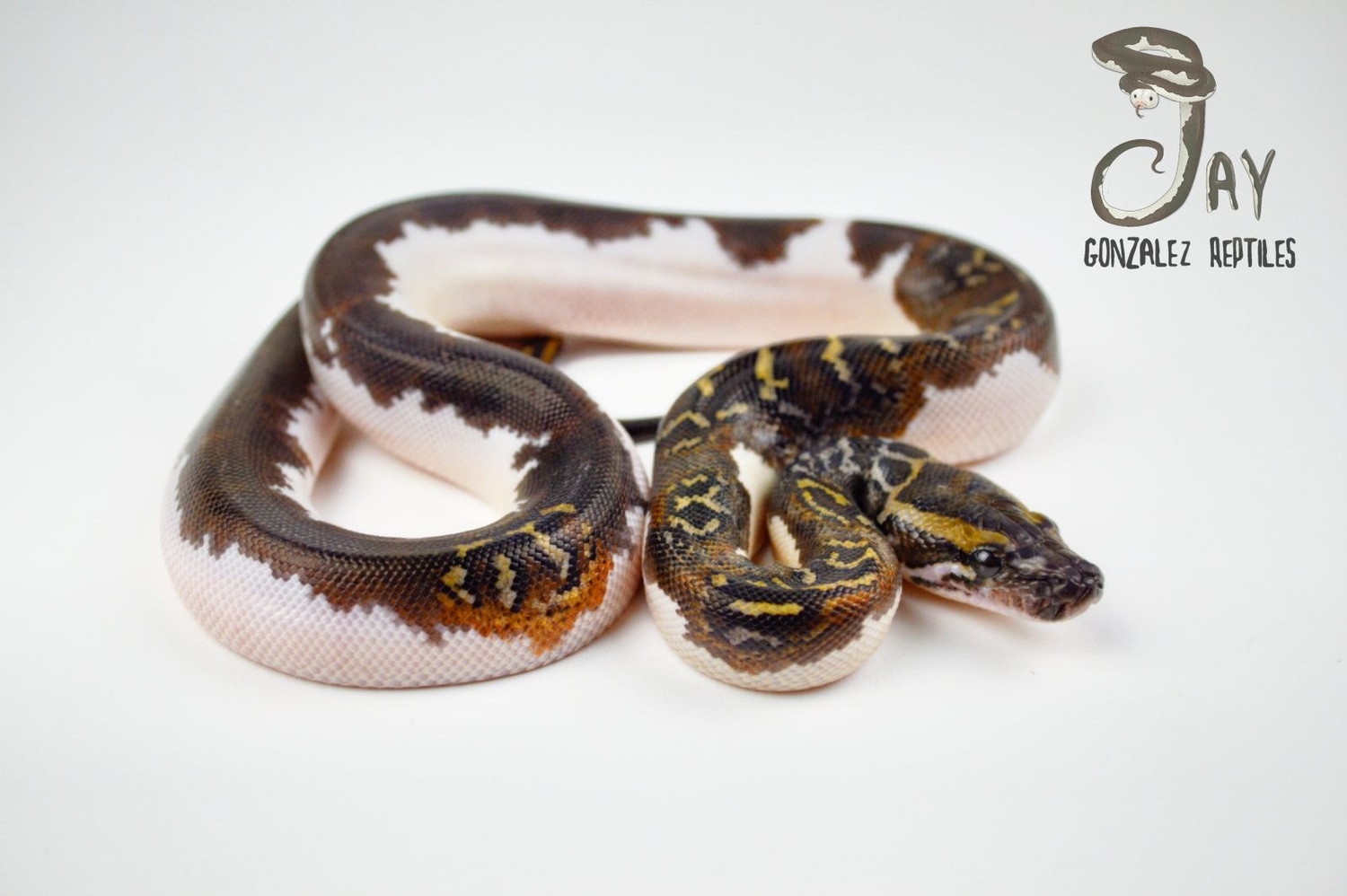 Pied 50% Het Albino Burmese Python by Jay Gonzalez Reptiles - MorphMarket