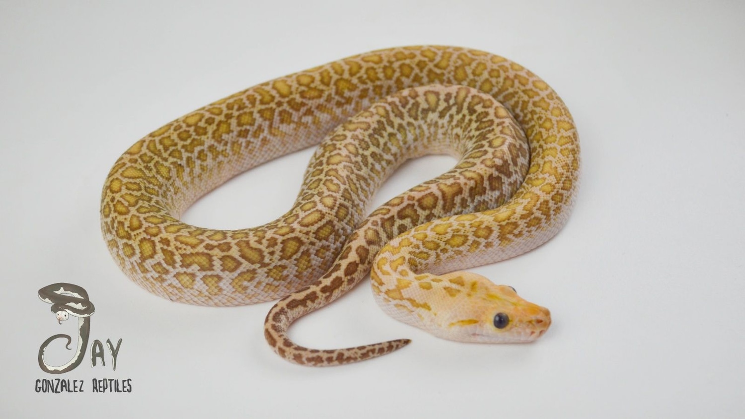 Hypo Granite Het Citrus Burmese Python by Jay Gonzalez Reptiles ...