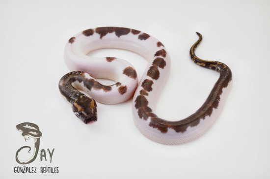 Pre Black Friday SALE Pied 100% Het Albino Burmese Python by Jay ...