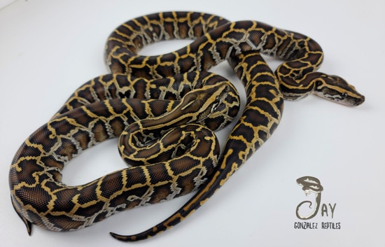 Pre Black Friday Sale 100% Double Het Wei Caramel And Pied Burmese ...