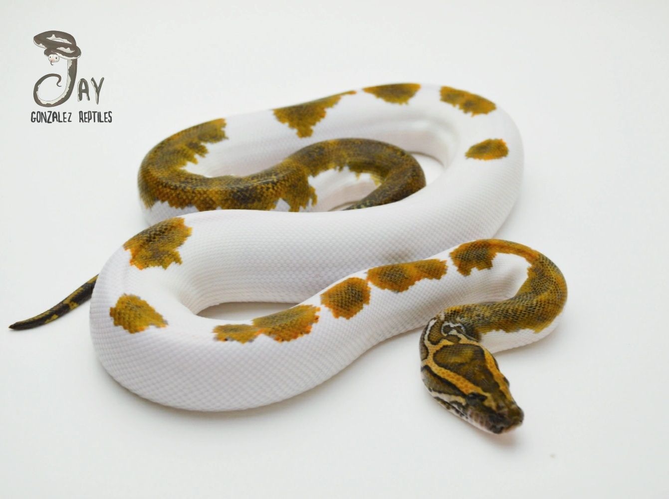 *Cyber Monday Deal* High White Pied Het Albino Burmese Python by Jay ...