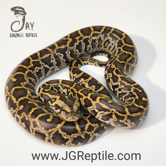 100% Het Champagne, Granite, Albino Pos Het Green Burmese Python by Jay ...