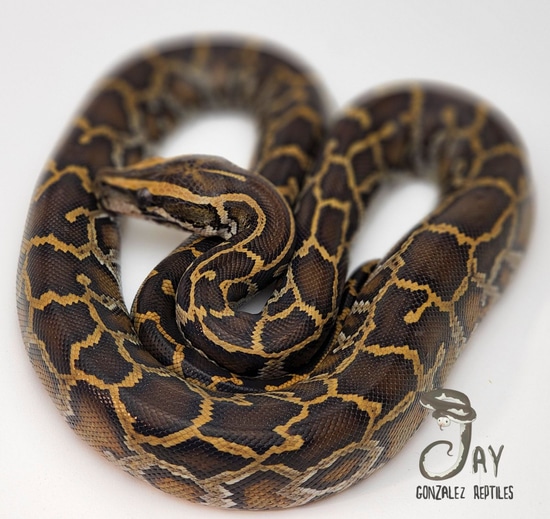 Normal Het Wei Caramel And Pied Burmese Python by Jay Gonzalez Reptiles