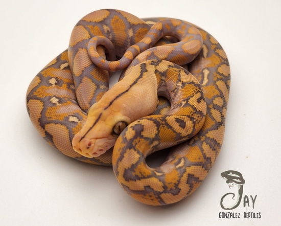 Dwarf Purple Pos Het Snow Reticulated Python by Jay Gonzalez Reptiles