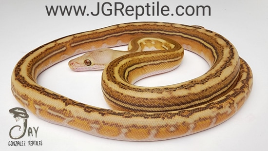 Mochino Phantom Tiger Reticulated Python by Jay Gonzalez Reptiles