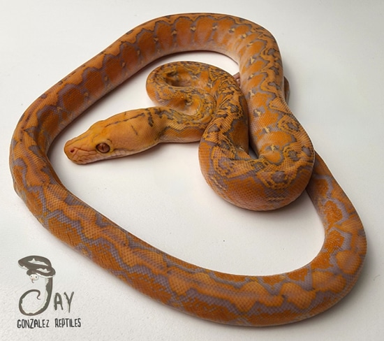 Purple Marble Reticulated Python by Jay Gonzalez Reptiles