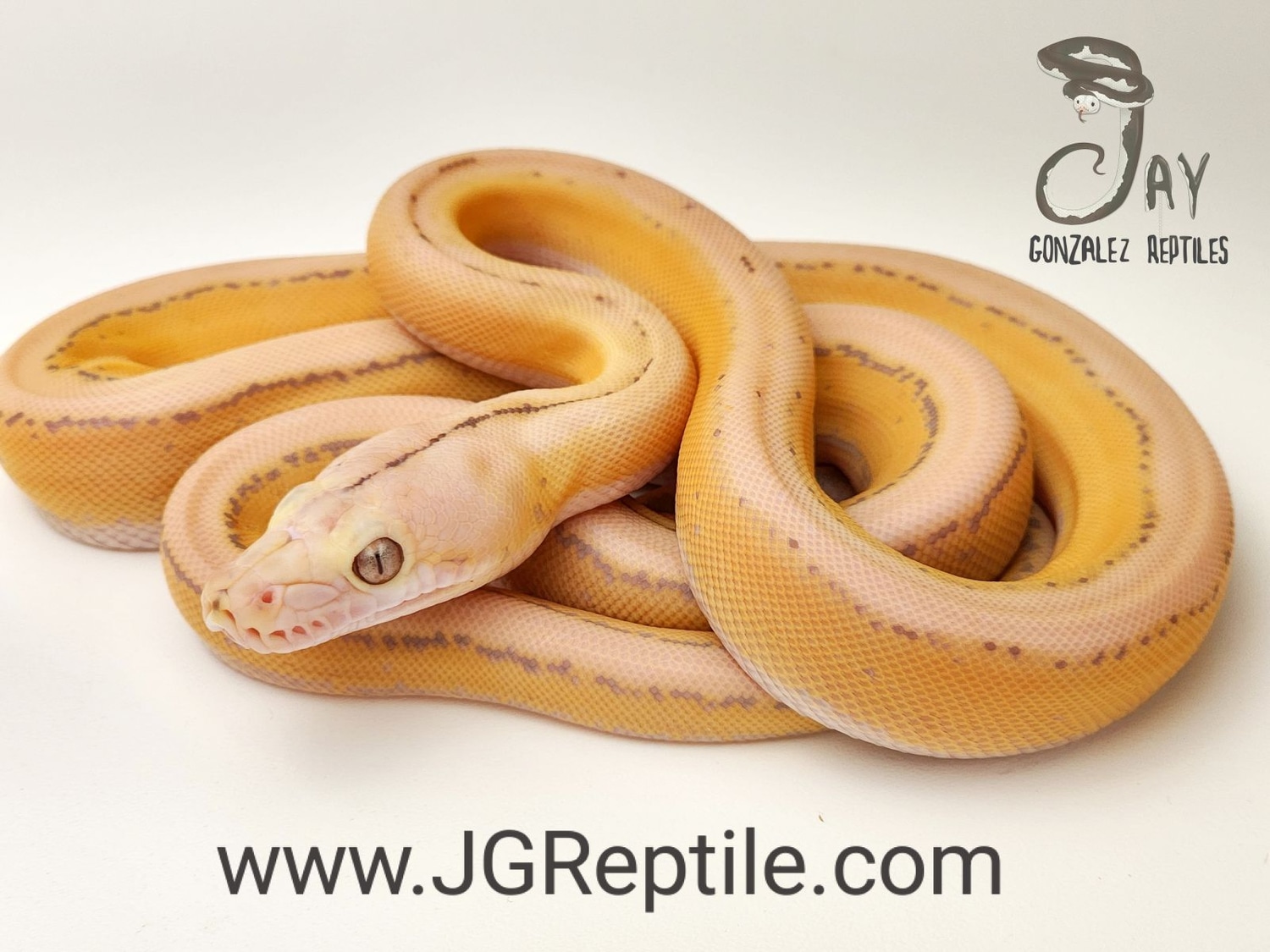 Orange Glow Platinum Motley Tiger Reticulated Python by Jay Gonzalez ...