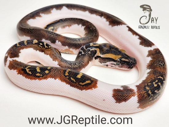 Pied 50% Het Wei Caramel Burmese Python by Jay Gonzalez Reptiles