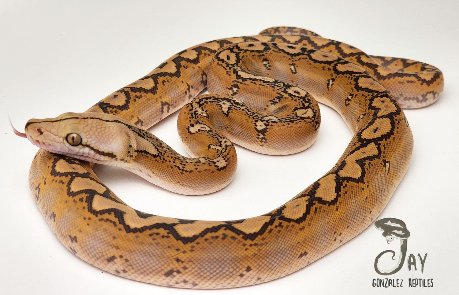 Mochino Motley Reticulated Python by Jay Gonzalez Reptiles - MorphMarket