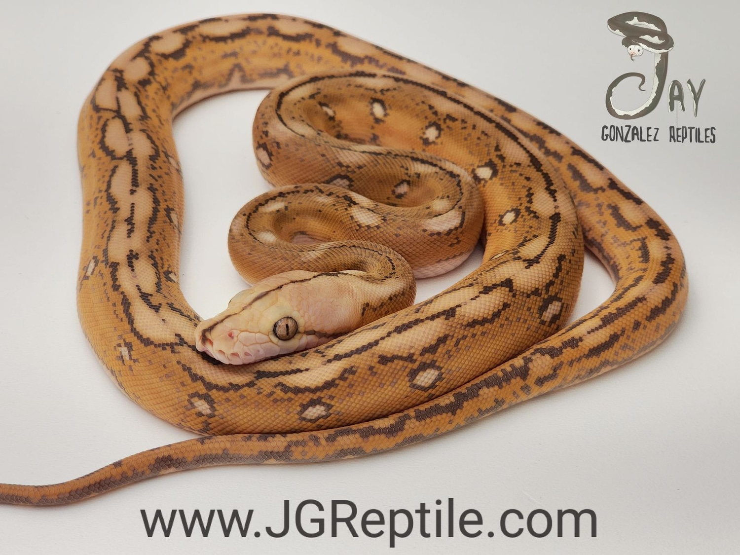 Mochino Motley Tiger Reticulated Python by Jay Gonzalez Reptiles ...