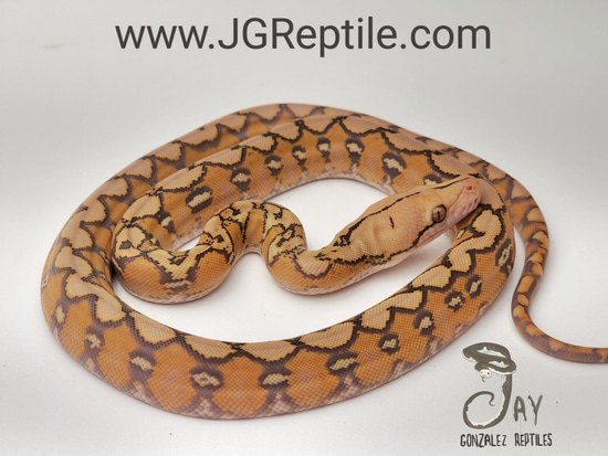 56.25% SD SunGlow 66% Het Anery Reticulated Python by Jay Gonzalez Reptiles