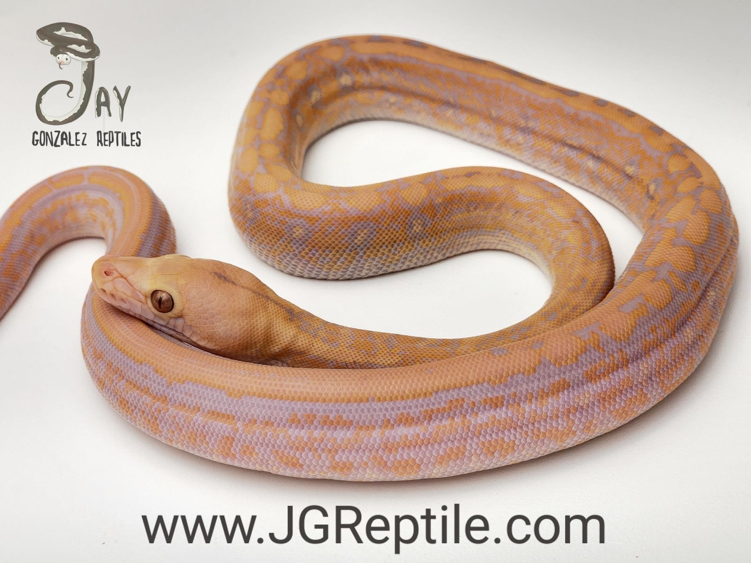 Purple Marble Tiger Reticulated Python by Jay Gonzalez Reptiles ...