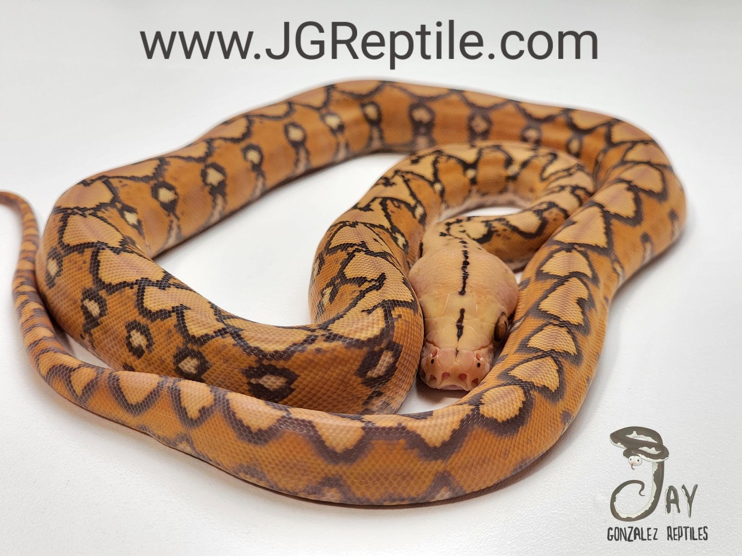 56.25% SD SunGlow 66% Het Anery Reticulated Python by Jay Gonzalez ...