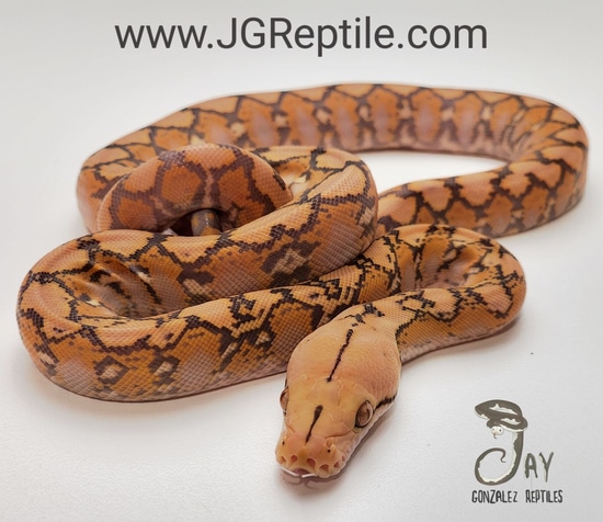 56.25% SD OrangeGlow 66% Het Anery Reticulated Python by Jay Gonzalez ...